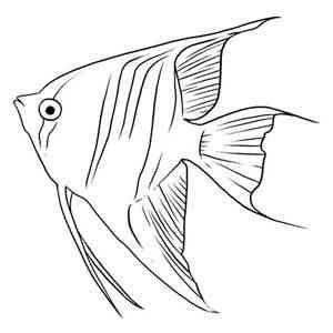 Fish coloring pages - SeaColoring