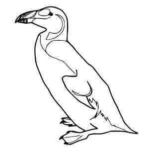 Birds coloring pages - SeaColoring